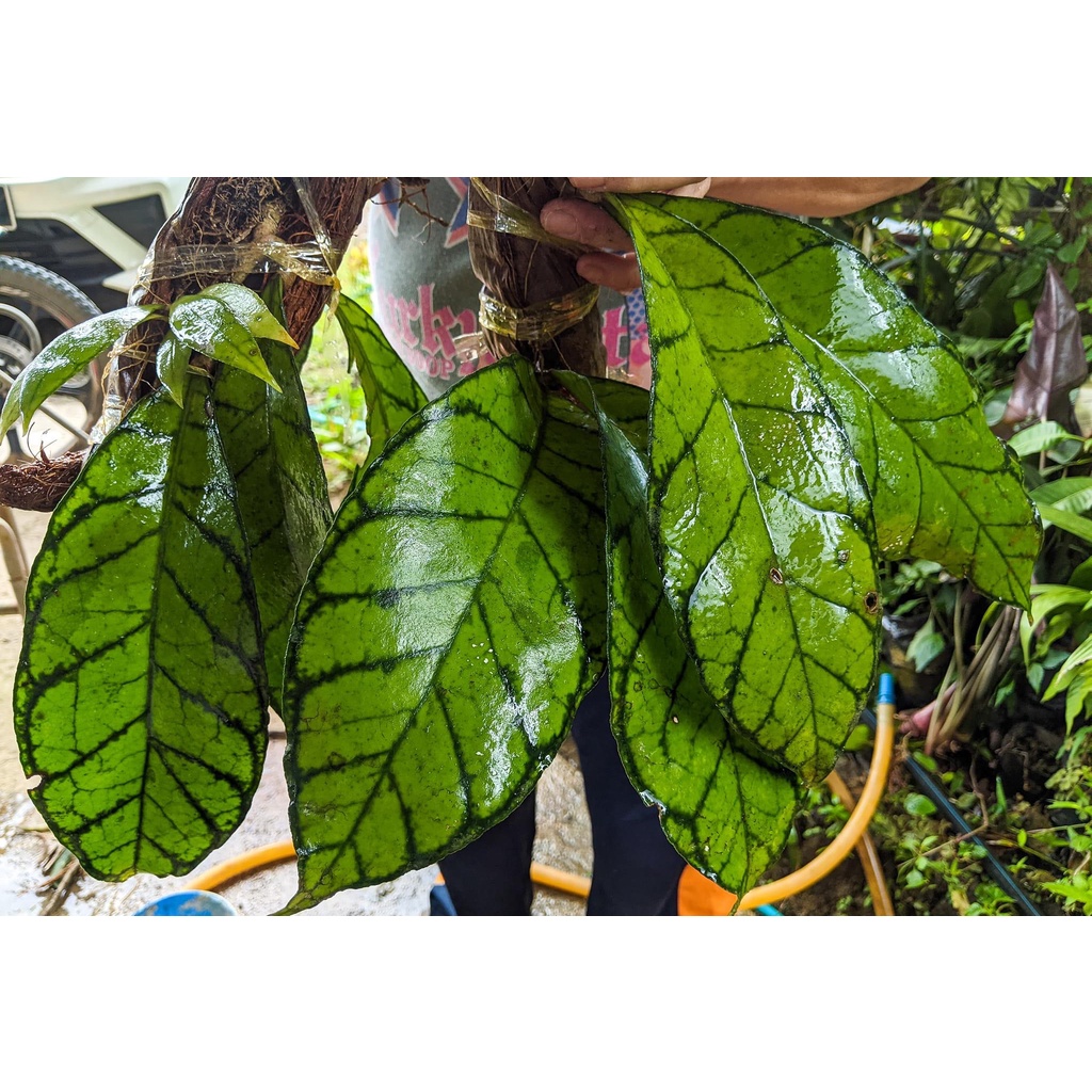 Hoya Sabah/Bunga Hoya/Live Plant/READY STOCK/Hoya Sp.Borneo/RARE [HOYA ...