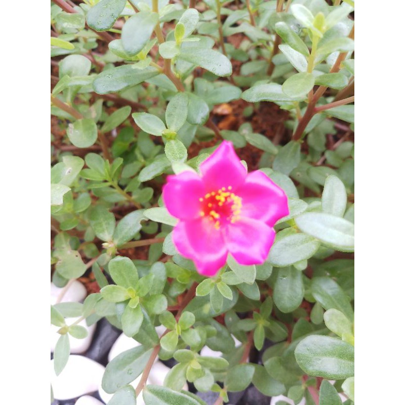 Keratan bunga ros jepun ( 1 Jenis 5 keratan) | Shopee Malaysia