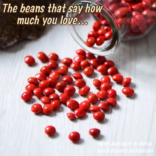 相思豆 Saga Merah Red Saga Seeds Natural Buah Saga Sago Red Bean Deco ...