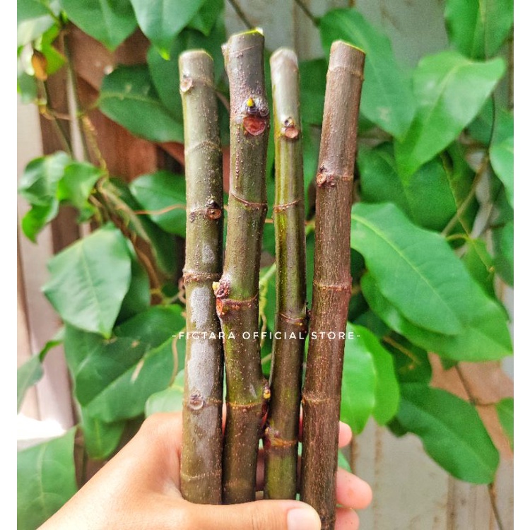 [ 1 Batang ] Keratan Pokok Tin/ Benih Pokok Tin (Black Jack) | Shopee ...
