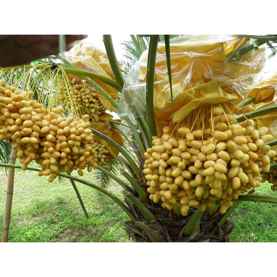 Anak Pokok Kurma KL1 Hybrid/Hibrid Pokok Besar Dalam Pasu Besar ...