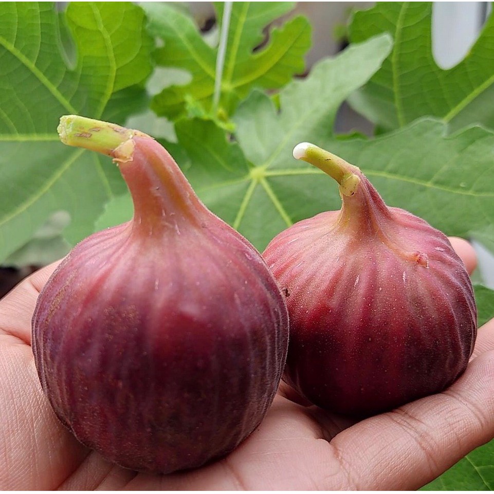 Baja Pokok Buah Tin untuk 50-100 pasu ( 500gram Imported Fertilizer ...