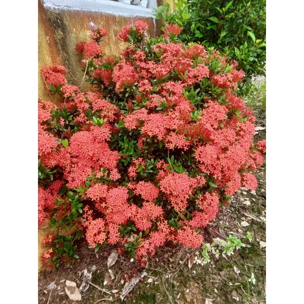 Ixora Rose /Bunga Jejarum/ Bunga Tudung periuk (Merah) | Shopee Malaysia