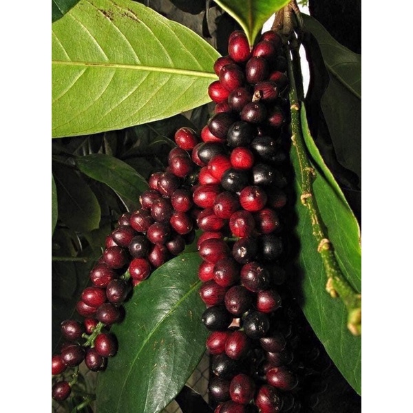 Pokok Bignay cherry Mao berry Blueberry Siam Thailand Real plant ...