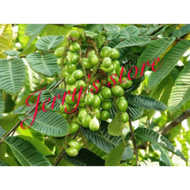 Anak pokok buah matao / buah tiga rasa / longan Brazil / 巴西龙眼幼苗 ...