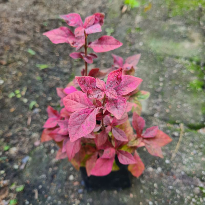 Cyathula prostrata cultivar purple hookweed | Shopee Malaysia