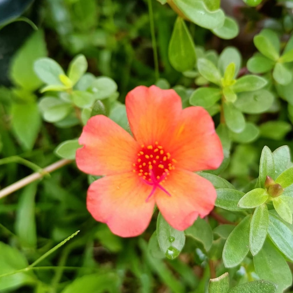 Keratan Batang Bunga Rose Jepun Bunga Pukul Sepuluh 10 Rose Cuttings ...