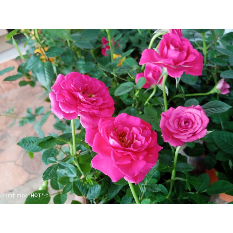 pokok Bunga Rose hybrid thai,pokok hidup. | Shopee Malaysia