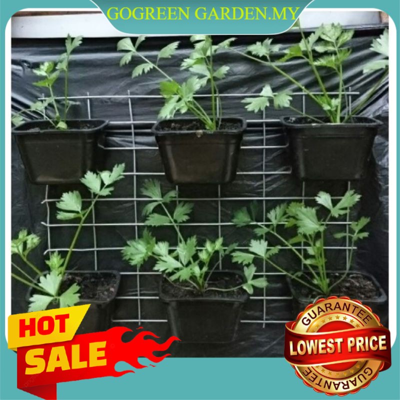 Wall Hanging Pot / Pasu Gantung Dinding (for Succulent and Cactus ...