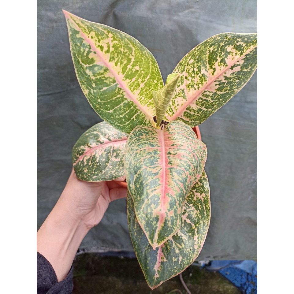RARE!! AGLAONEMA HARLEQUIN | Shopee Malaysia