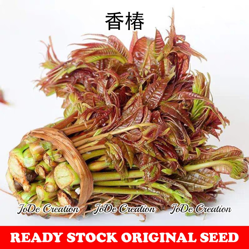 Benih Toon / Toon Seeds / 香椿种子 | Shopee Malaysia