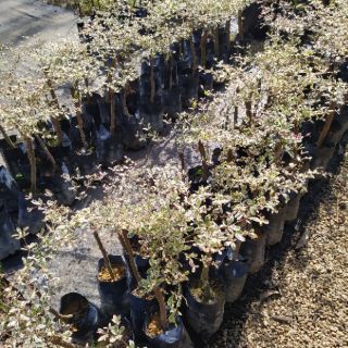 Bucida putih / busida putih / pokok doa / pokok tadah langit | Shopee ...