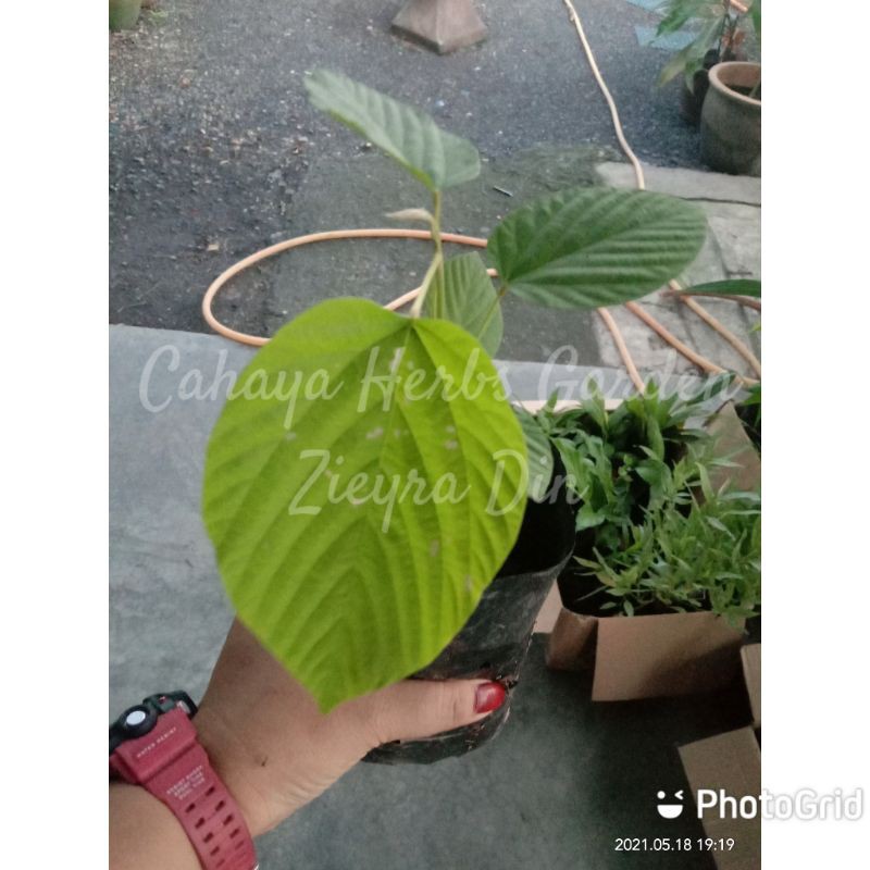 anak pokok seringan @ meringan | Shopee Malaysia