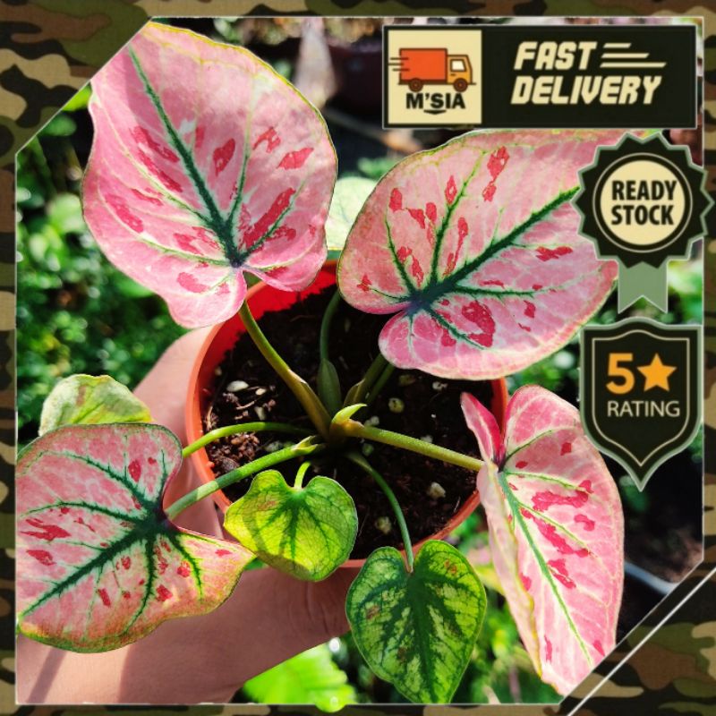 🔥POKOK KELADI NEW WAVE/MILO/SILVER DRAGON/ASKAR | Shopee Malaysia