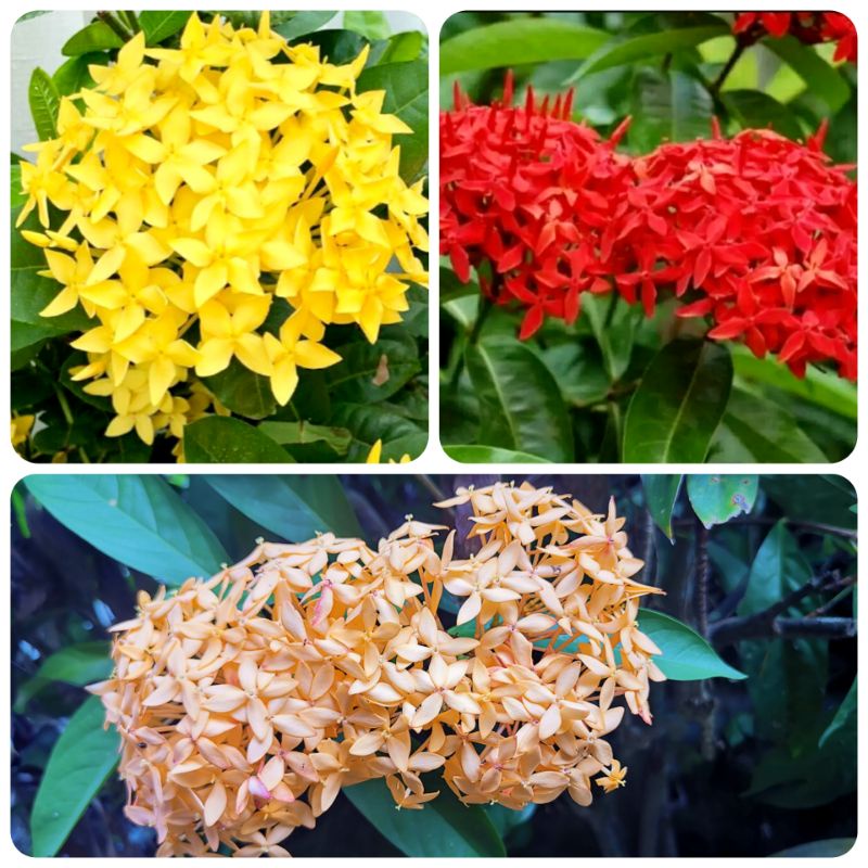 Pokok Bunga Jejarum (Keratan) ｜Ixora Coccinea Flower(Stems only) ｜仙丹花 ...