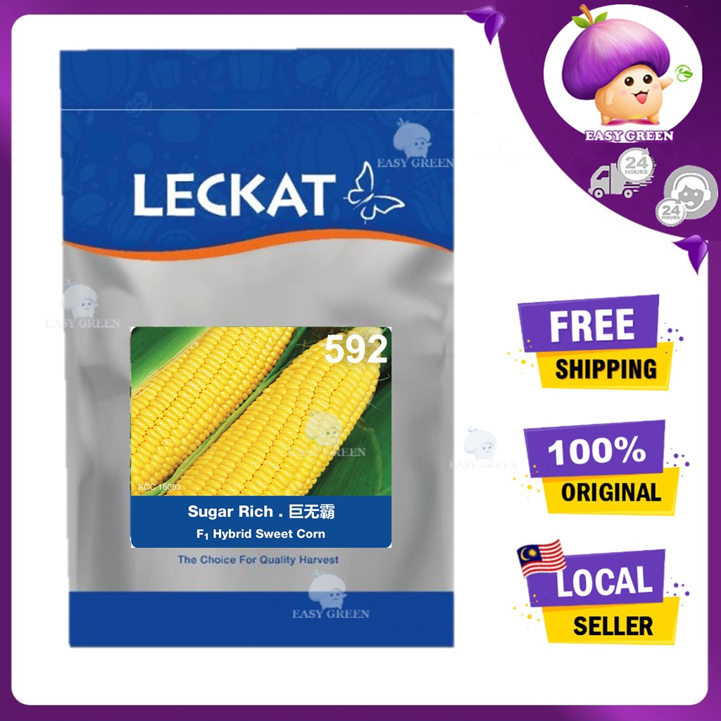 LECKAT 592 HYBRID SEEDS 500G /200G (REPACK)/100G SUGAR RICH SWEET CORN ...