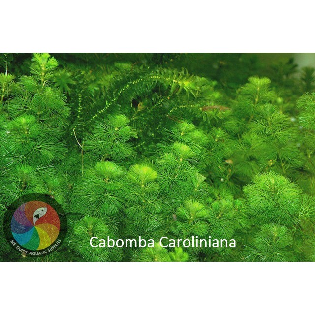 Aquatic Live Plants (Cabomba Caroliniana) 28 per bunch/per stem ...