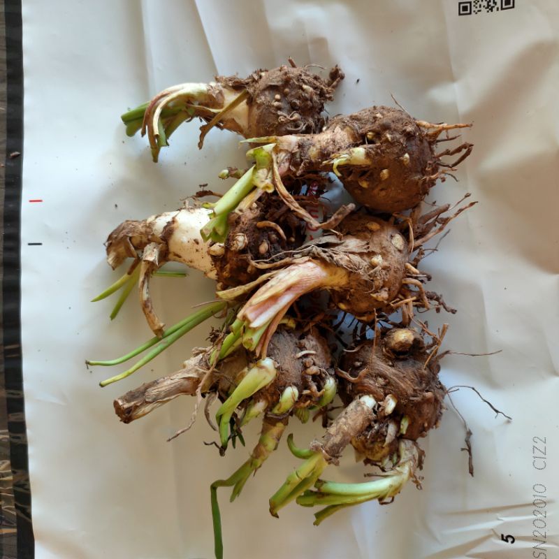 AZ Ubi Bunga Harum Sundal Malam | Shopee Malaysia