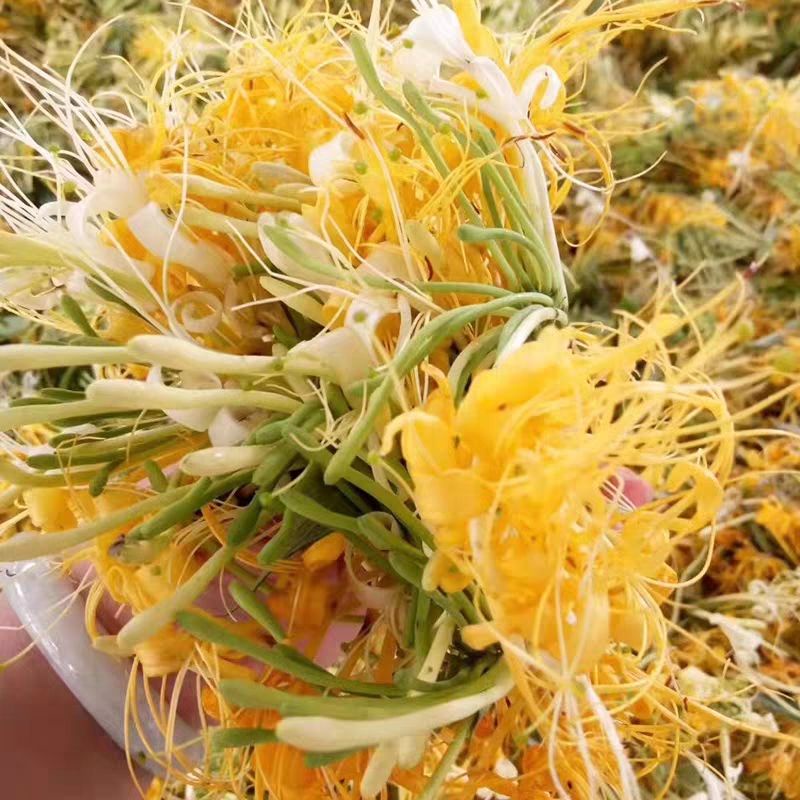pokok bunga teh emas Honeysuckle tea plant金银花茶苗 | Shopee Malaysia