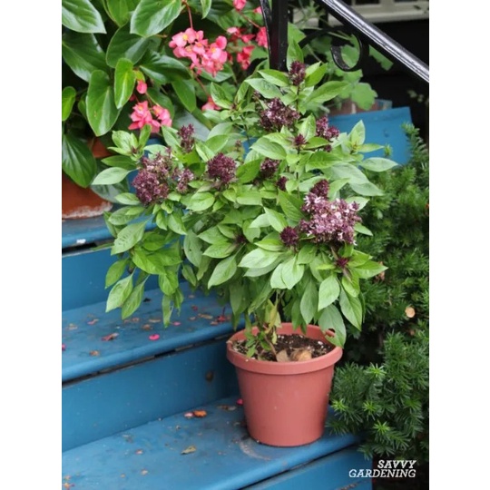 LIVE | Plant Herb Thai Sweet Basil Kemanggi Thai |4" | Shopee Malaysia