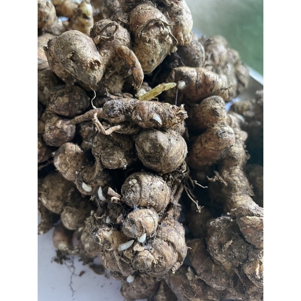 cekur kencur cekor segar dan untuk anak benih pokok atau jamu ...