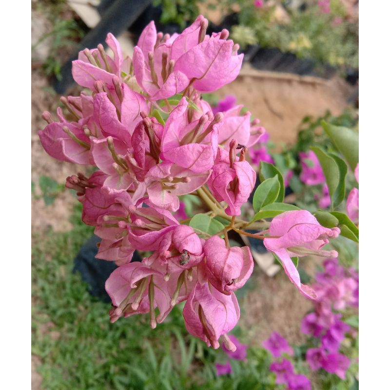 Bunga Kertas Pelbagai Jenis ID (Live Plant) | Shopee Malaysia