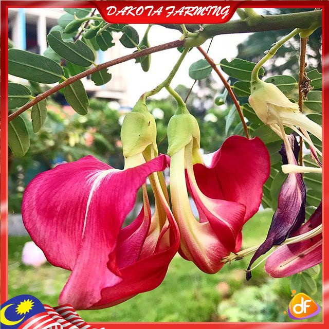 Anak Pokok Geti Turi Pokok Sayur Sayuran (Merah Dan Putih) | Shopee ...