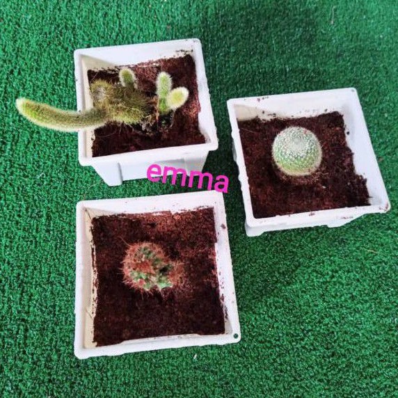 💥PASU BUNGA KAKTUS🌵1BIJI💥READY STOCK💥 | Shopee Malaysia