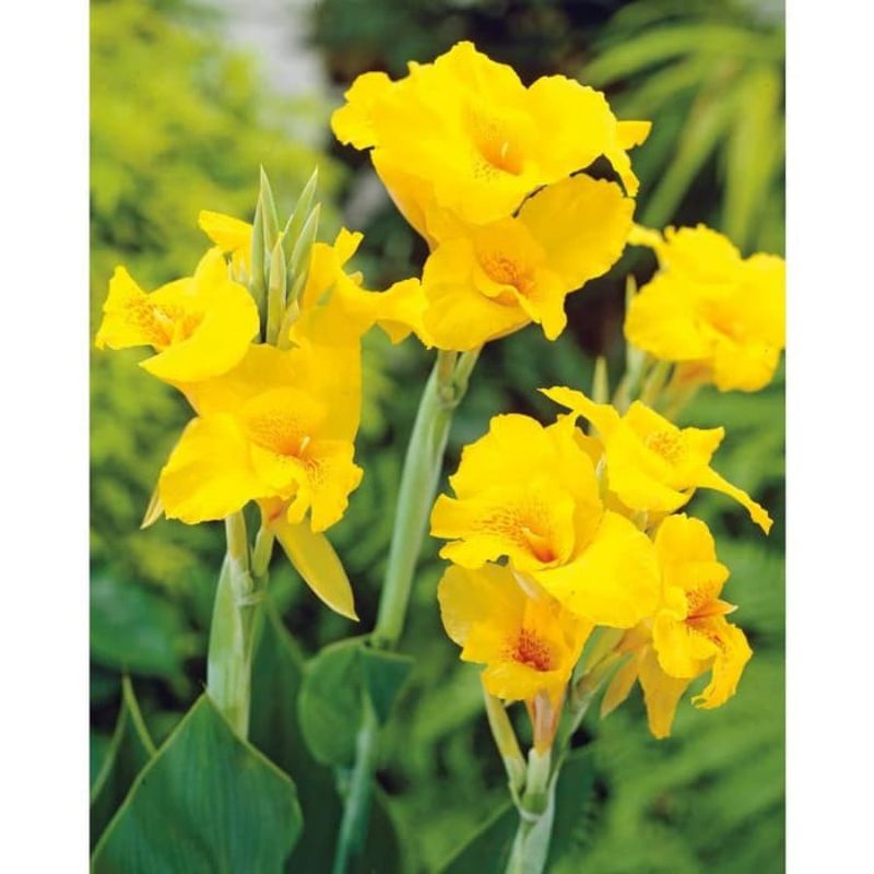 Anak pokok hiasan bunga tasbih / Canna Lily bunga kuning tanpa tanah ...