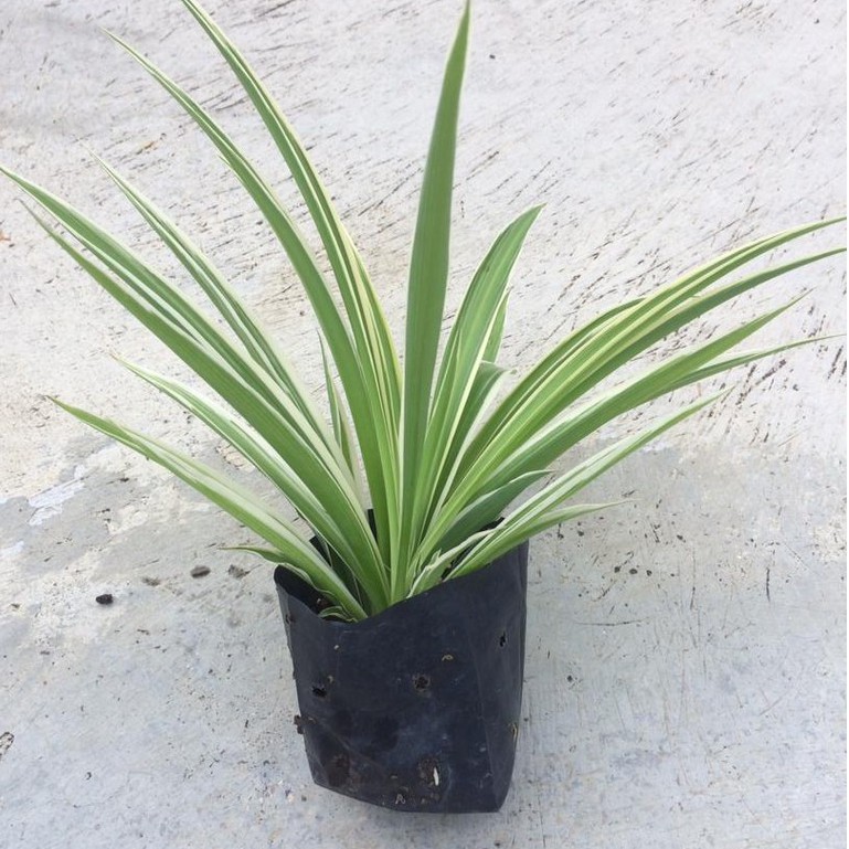 Pokok Spider Plant Anak Pokok Sulur Pokok Labah labah Indoor Plant ...