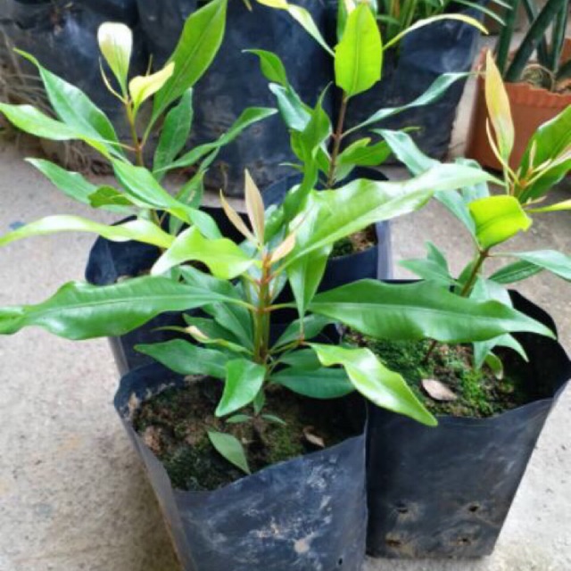 Anak pokok cengkih [ real. Live ] | Shopee Malaysia