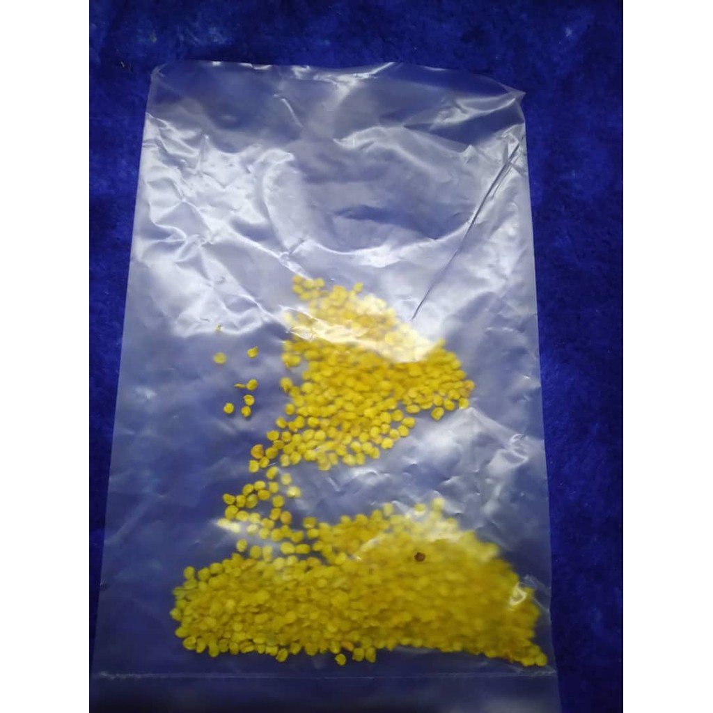 BENIH CILI API BARA PEDAS (HYBRID) | Shopee Malaysia