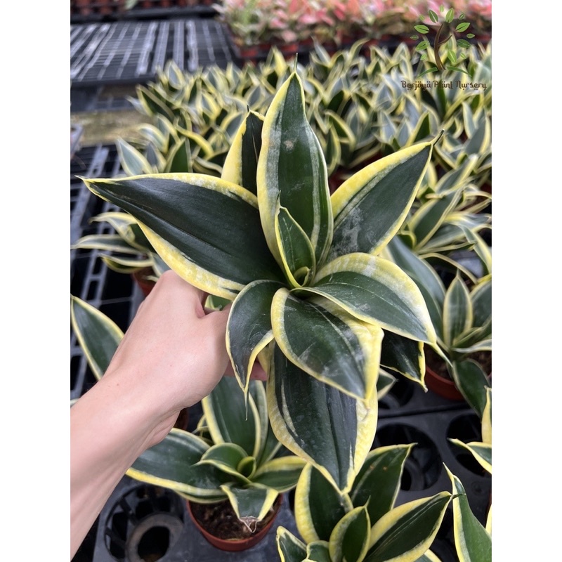 Pokok Lidah Jin/Sansevieria(Pokok Bunga Hidup/Pokok Hiasan Dalam Rumah ...