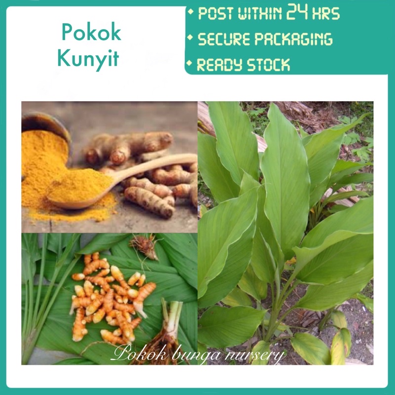 PBN - pokok kunyit - pokok bunga nursery turmeric leaf herbs herba outdoor real live plant spice ...