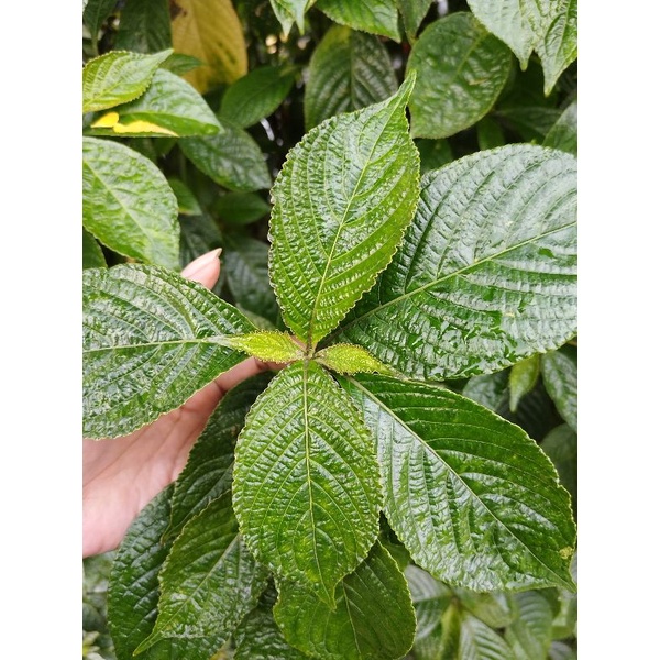 150gr+Free 100gr Daun Herba Pecah Beling@Pecah Kaca (Fresh) | Shopee ...