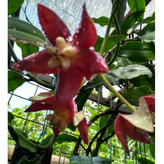 Hoya Imperialis red - (real plant) | Shopee Malaysia