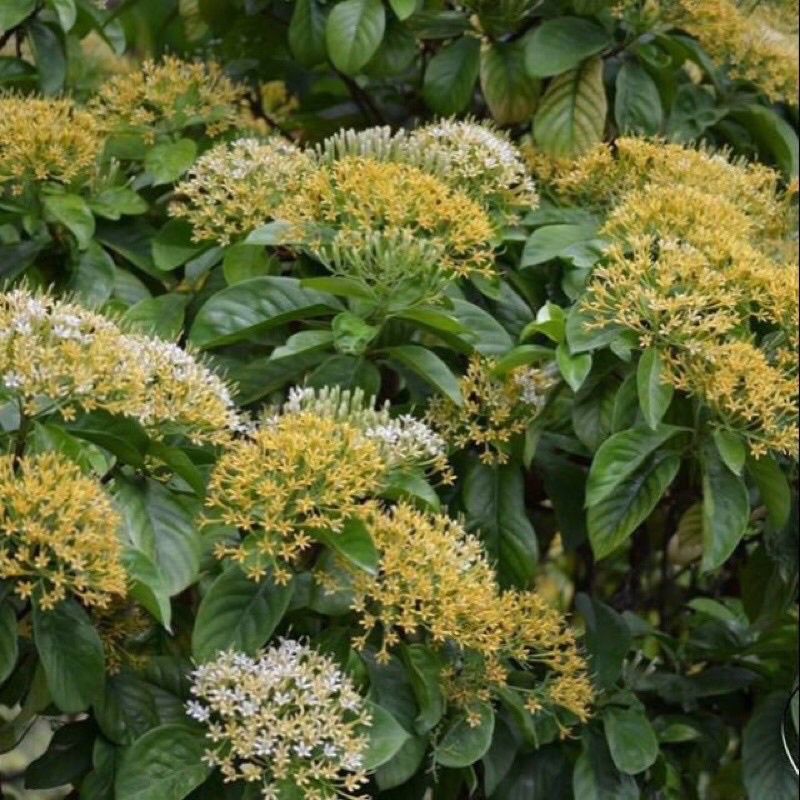 Pokok Bunga Ixora Madagascar | Shopee Malaysia