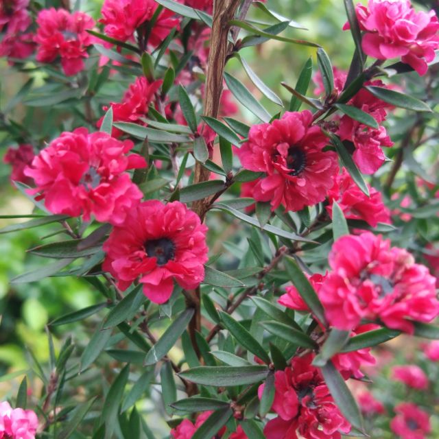 Pokok bunga manuka merah dn dua tone warna | Shopee Malaysia