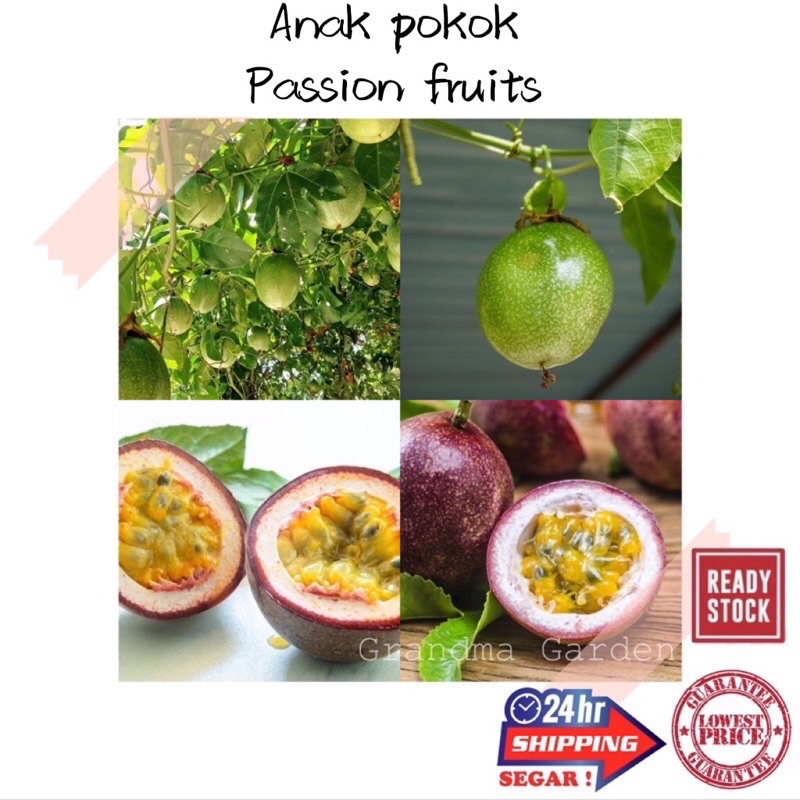 (GG real plant) anak pokok passion fruits ^ markisa cepat berbuah ... (GG real plant) anak pokok passion fruits ^ markisa cepat berbuah ...