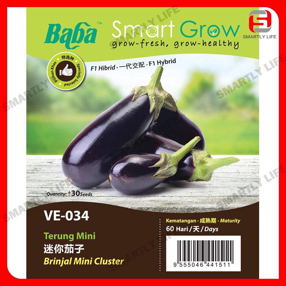 Baba Smart Grow Seed: VE-034 F1 Brinjal Mini Cluster 迷你茄子 Terung Mini ...
