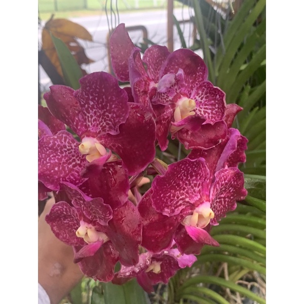 🔥🔥🔥HOT ITEM🔥🔥🔥VANDA 2 Tone @ RARE | Shopee Malaysia