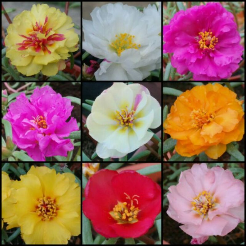 Japanese Rose real live outdoor plant 日本玫瑰 anak pokok bunga hidup ros ...