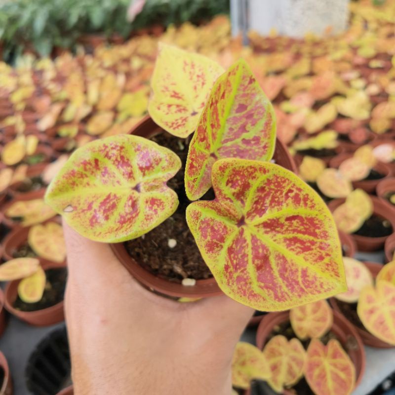 Goods in stock Caladium Plants-New Ready Stock-Pokok Keladi-New Wave ...