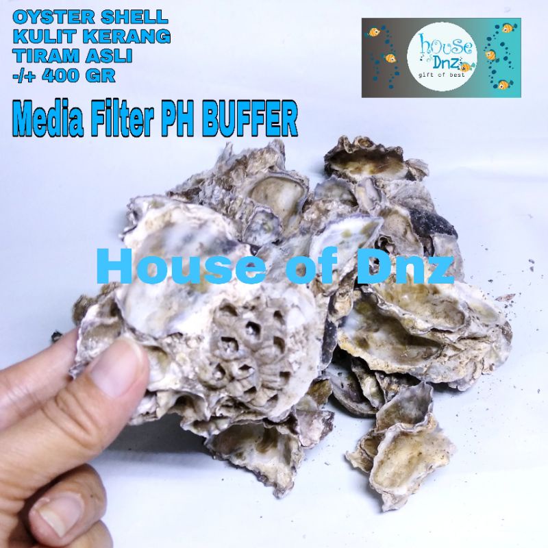 Oyster Shell Oyster Shells Oyster Shells Clean Shells Aquarium Pond ...