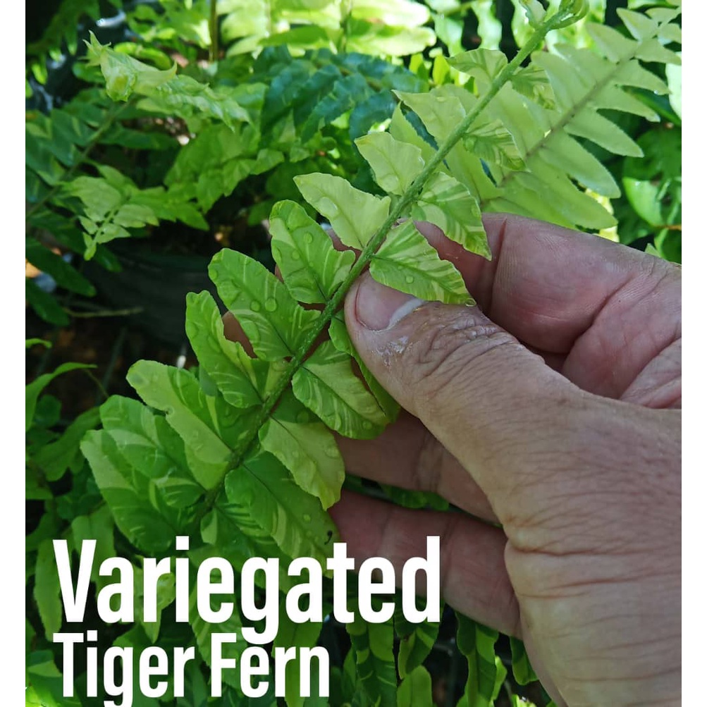 Indoor Plant - Variegated Tiger Fern | Shopee Malaysia