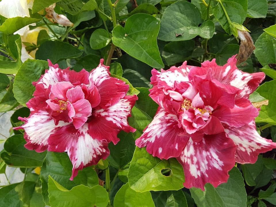 Anak Pokok Bunga Raya/Hibiscus Hibrid/Hybrid Impot Season 3 | Shopee ...