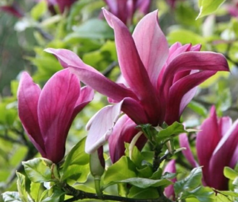 Anak Pokok Cempaka Merah/Purple Red Magnolia | Shopee Malaysia