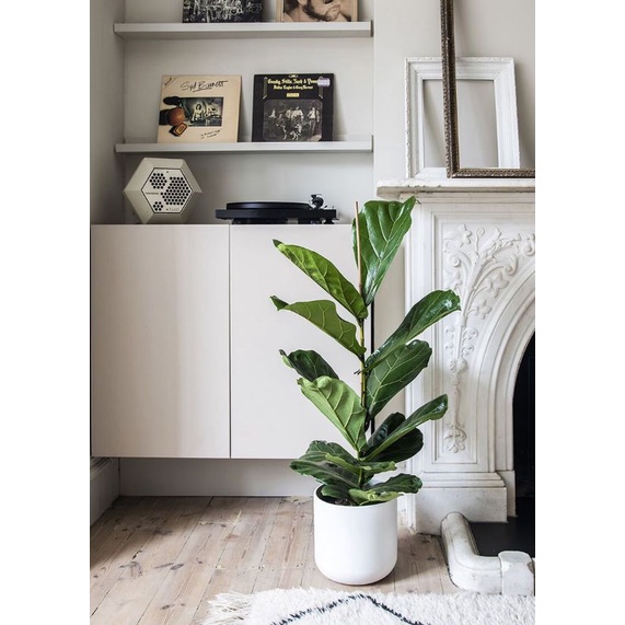 Pokok Ficus Lyrata Fiddle Leaf Fig 4ft(Free baja) | Shopee Malaysia