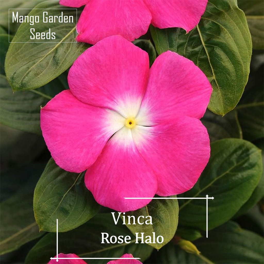 *Rare* Vinca Rose Halo Flower Seeds - 20 Seed *Pot Friendly* Tanam Pasu ...