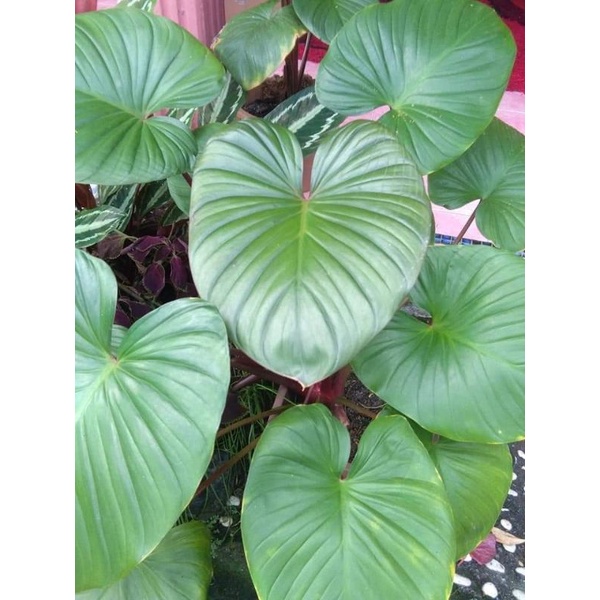 💥30 pcs biji benih keladi kemoyang batang merah,💥 | Shopee Malaysia
